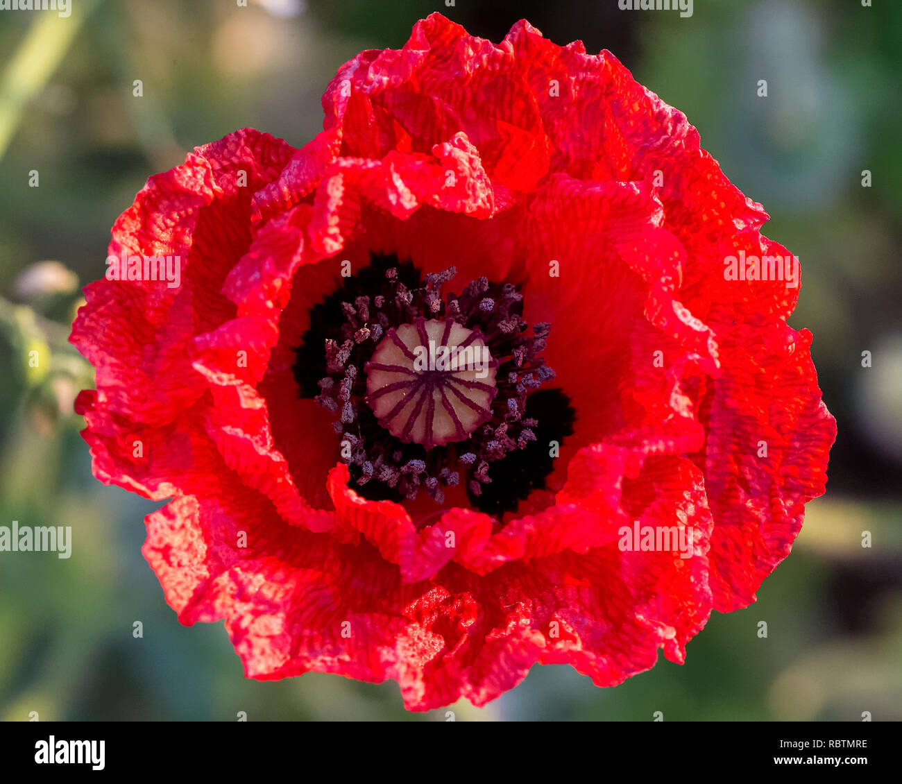 Poppys with sunset hi-res stock photography and images - Alamy