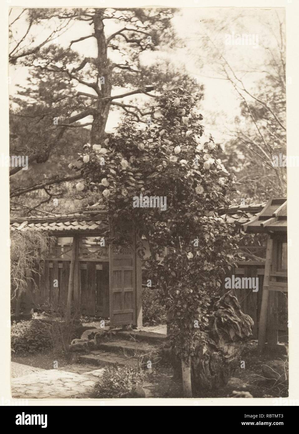 -Tsubaki Tree, Garden, Japan Stock Photo - Alamy