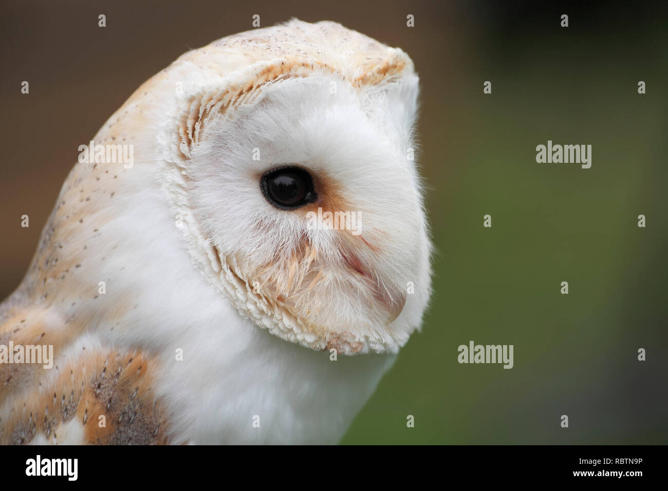 Common Screech Owl High Resolution Stock Photography and Images - Alamy