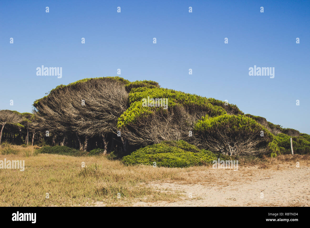 Tree. Trees on the beach of Spain prone from the wind Stock Photo - Alamy