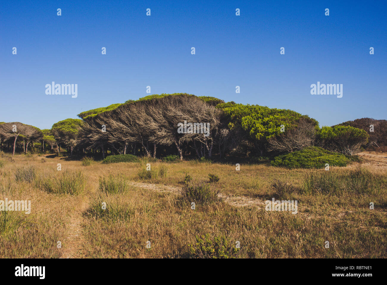 Tree. Trees on the beach of Spain prone from the wind Stock Photo - Alamy