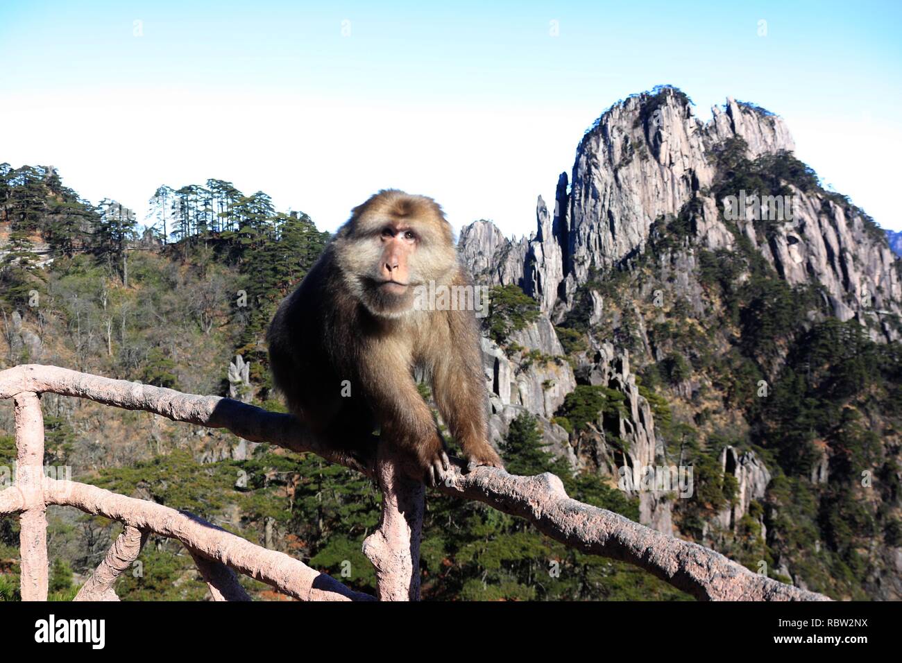 Huangshan, Huangshan, China. 12th Jan, 2019. Huangshan, CHINA-A stump ...