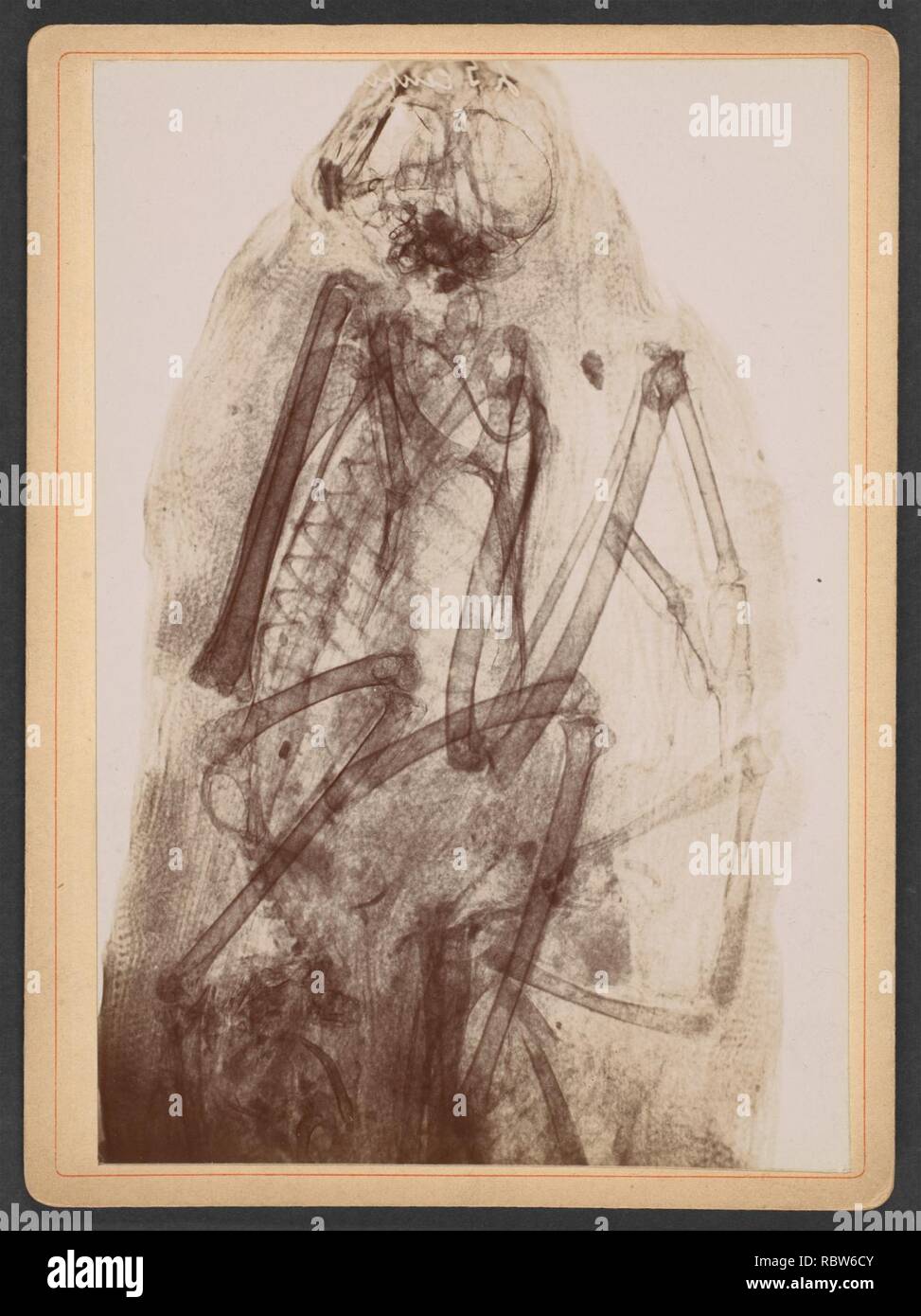 -X-Ray of the Mummy of a Raptor Stock Photo - Alamy