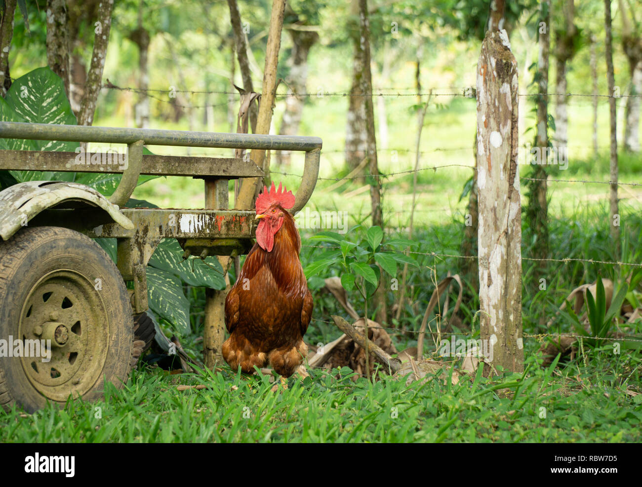 Rooster on fence hi-res stock photography and images - Alamy