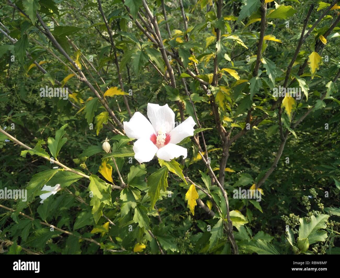 Qingfeng hi-res stock photography and images - Alamy