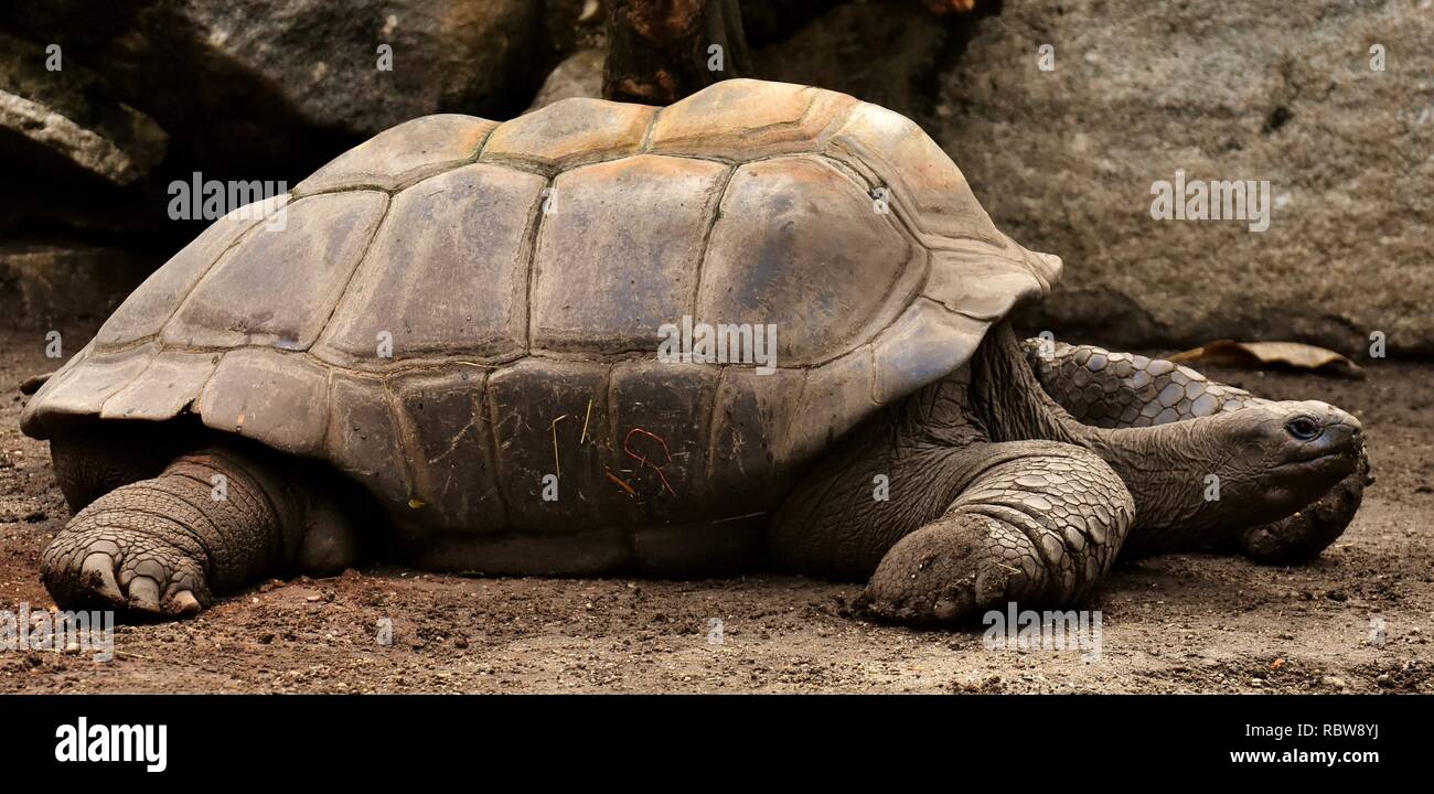 A Giant Tortoise Stock Photo - Alamy