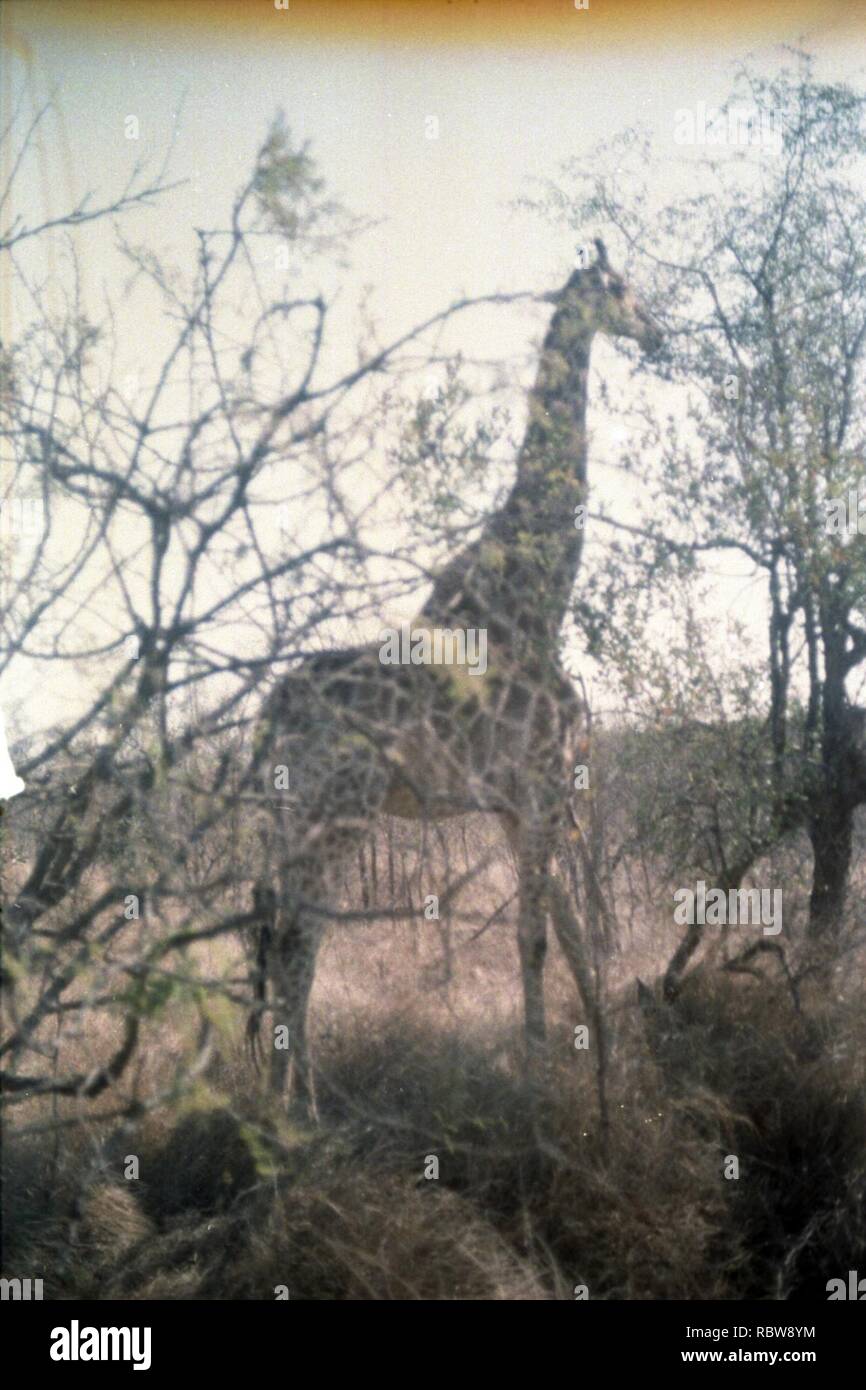 Kruger park historical hi-res stock photography and images - Alamy