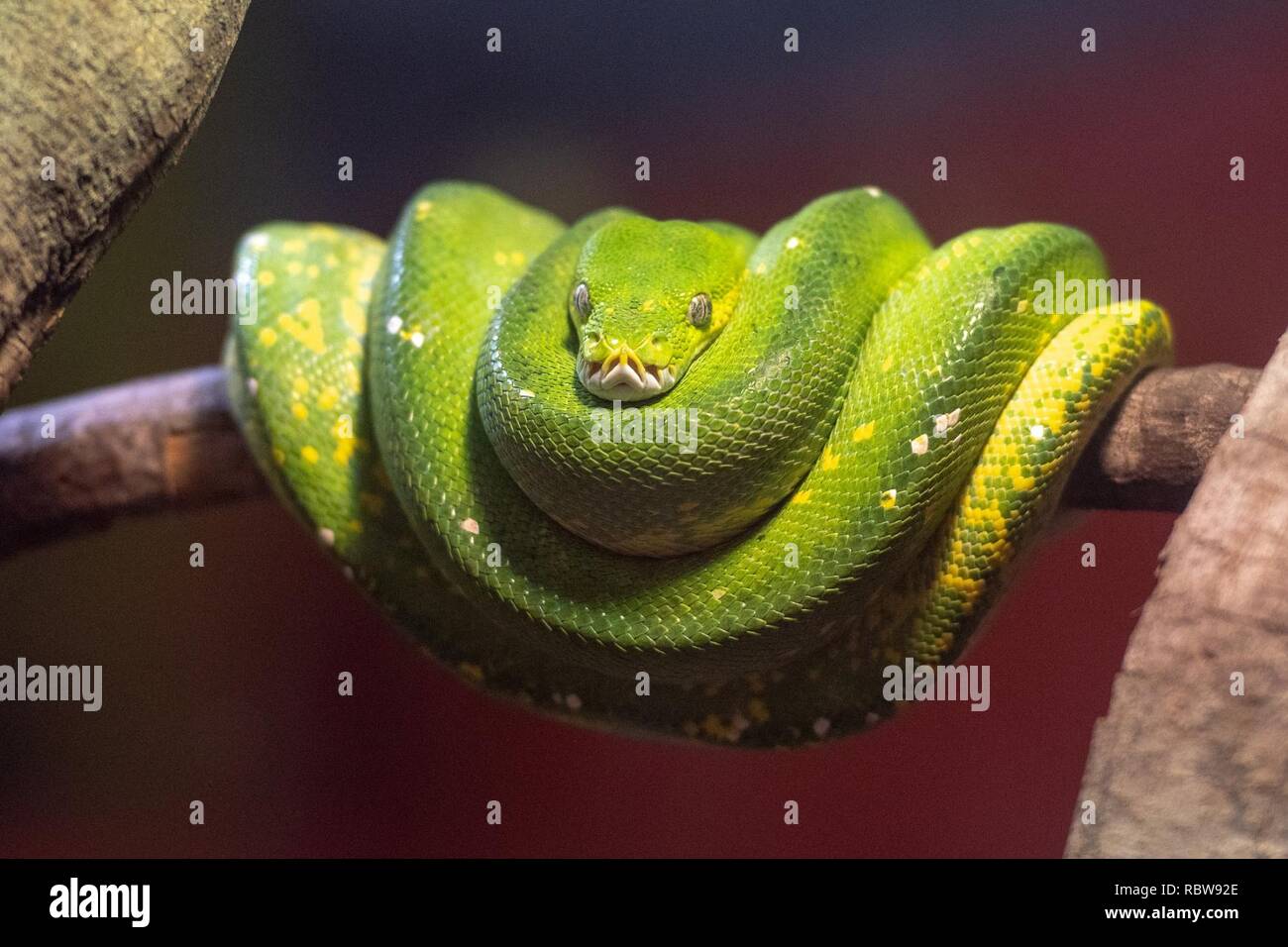 A Green Tree Python Stock Photo - Alamy