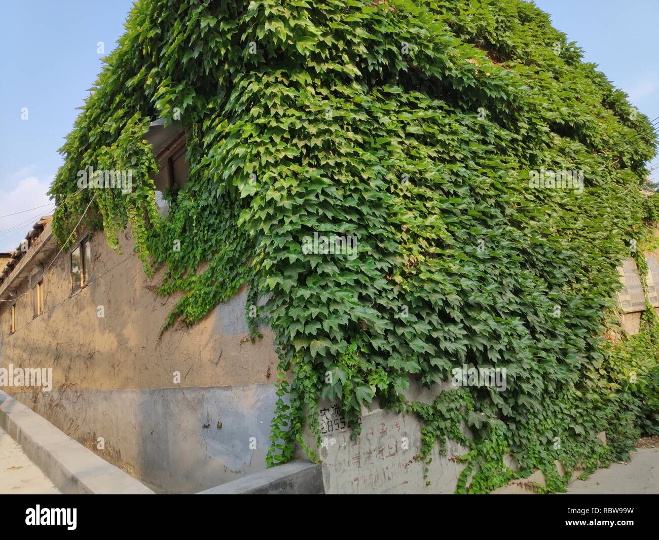A house covered by creepers Stock Photo - Alamy