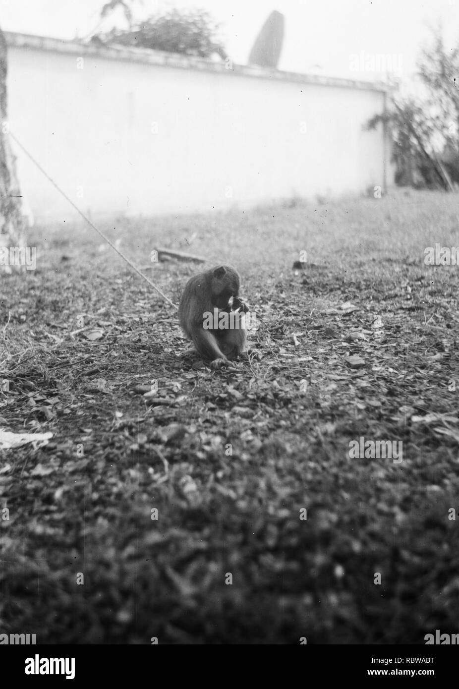 Baviaan hi-res stock photography and images - Alamy