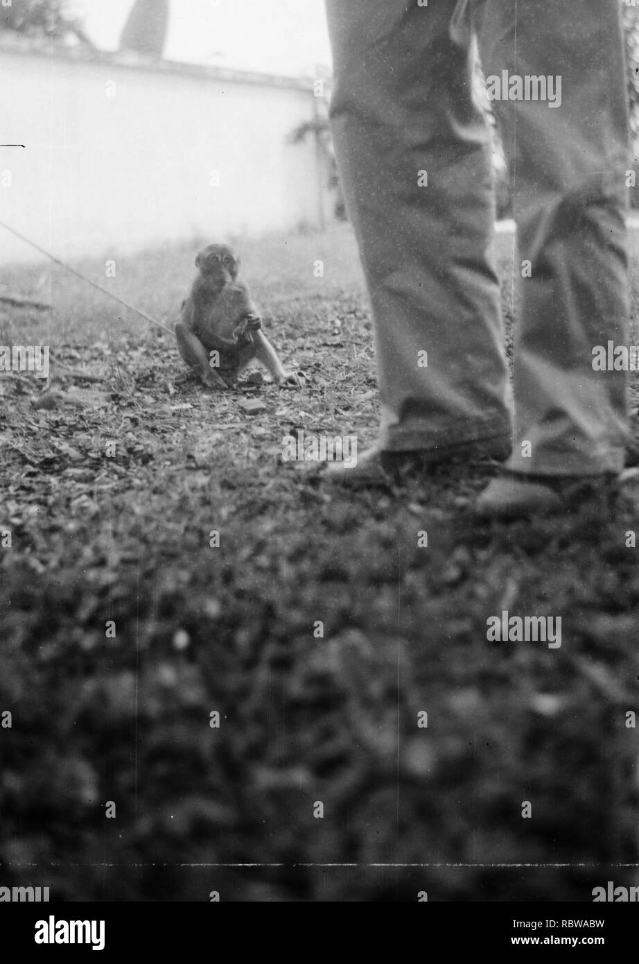 Baviaan hi-res stock photography and images - Alamy