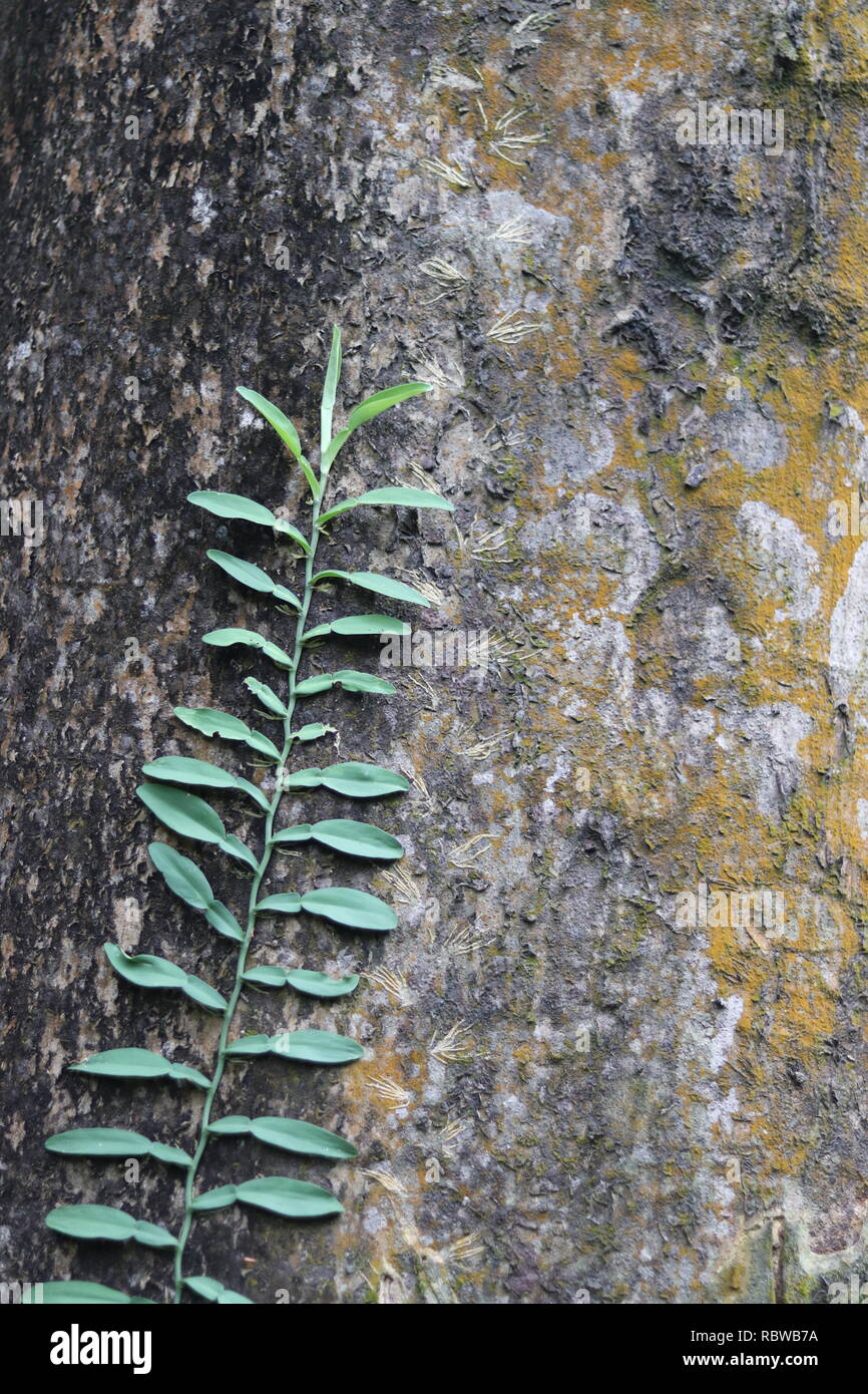Parasitic plant on a large tree Stock Photo - Alamy