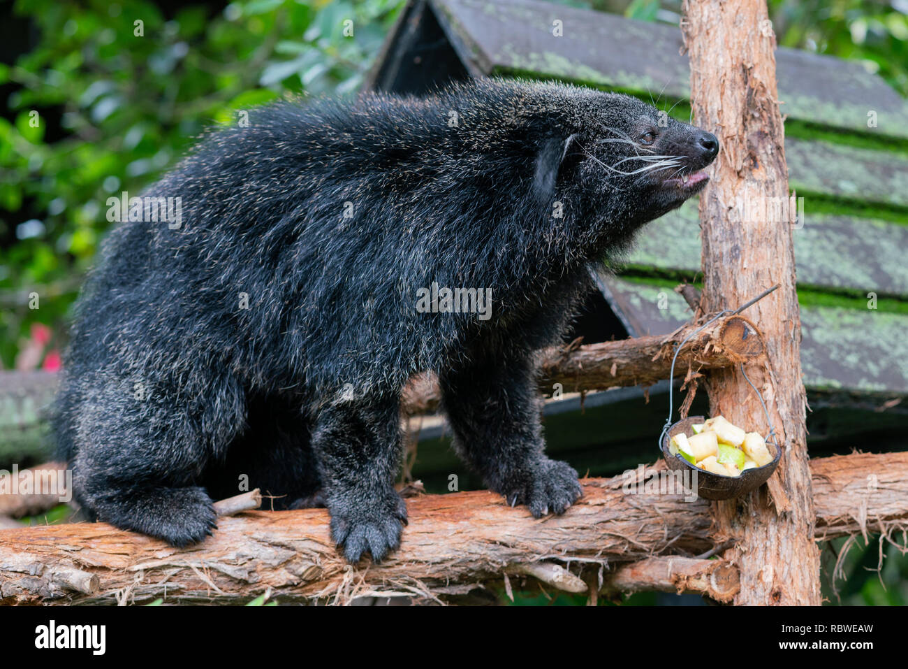 Binturong Civet Or Asian Bearcat Arctictis Binturong High Resolution ...