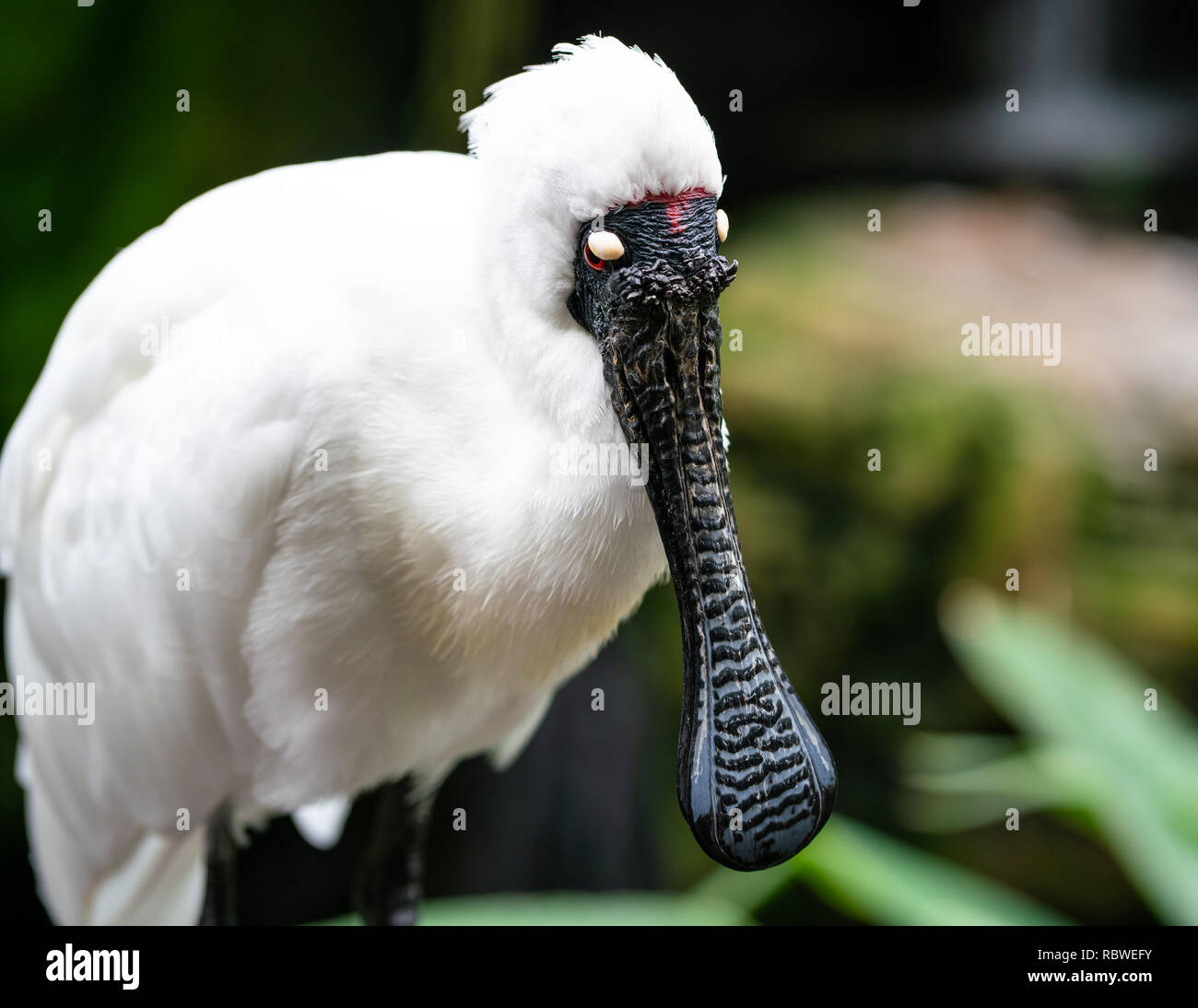 Close-up view of a Royal spoonbill or black-billed spoonbill Platalea ...