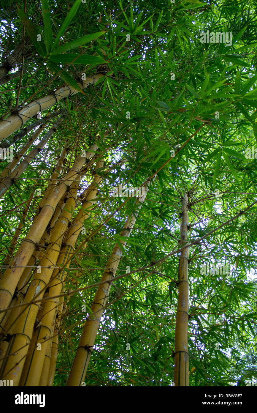 A low angle photo of tall bamboo plants with lush green foliage Stock ...