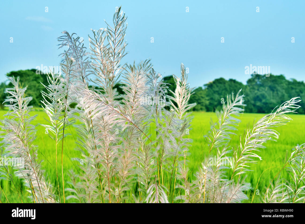 Background walpaper hi-res stock photography and images - Alamy
