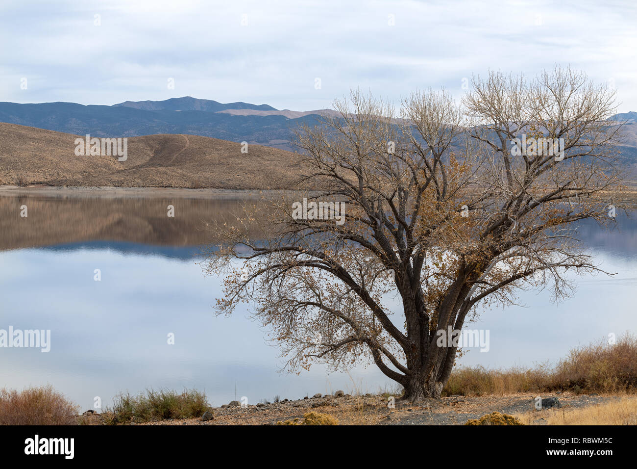 A tree by Topaz Lake on the Nevada California border, USA Stock Photo ...