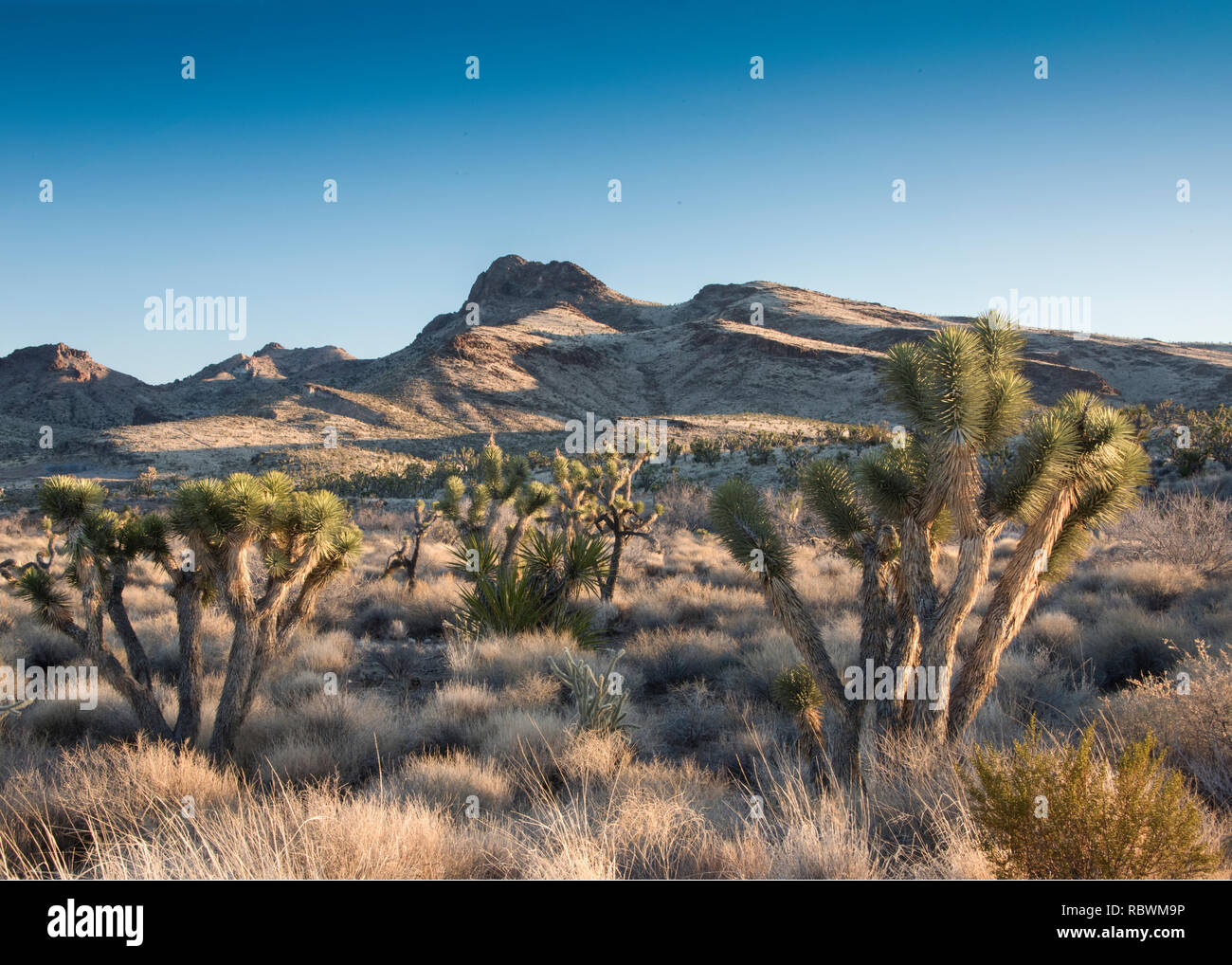Castle Mountains National Monument, California, from Walking Box Ranch ...