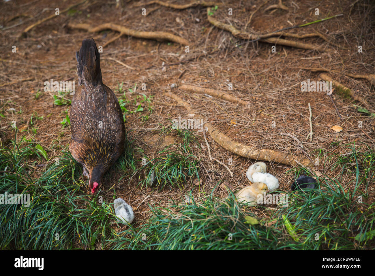 Feral hen with chicks in the forest on Oahu island, Hawaii Stock Photo ...