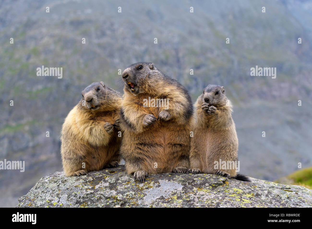 Alpine Marmot, Marmota marmota, two adult with young, Hohe Tauern National park, Austria Stock ...
