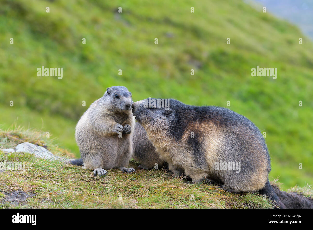 Alpine Marmot, Marmota marmota, adult with young, Hohe Tauern National park, Austria Stock Photo ...