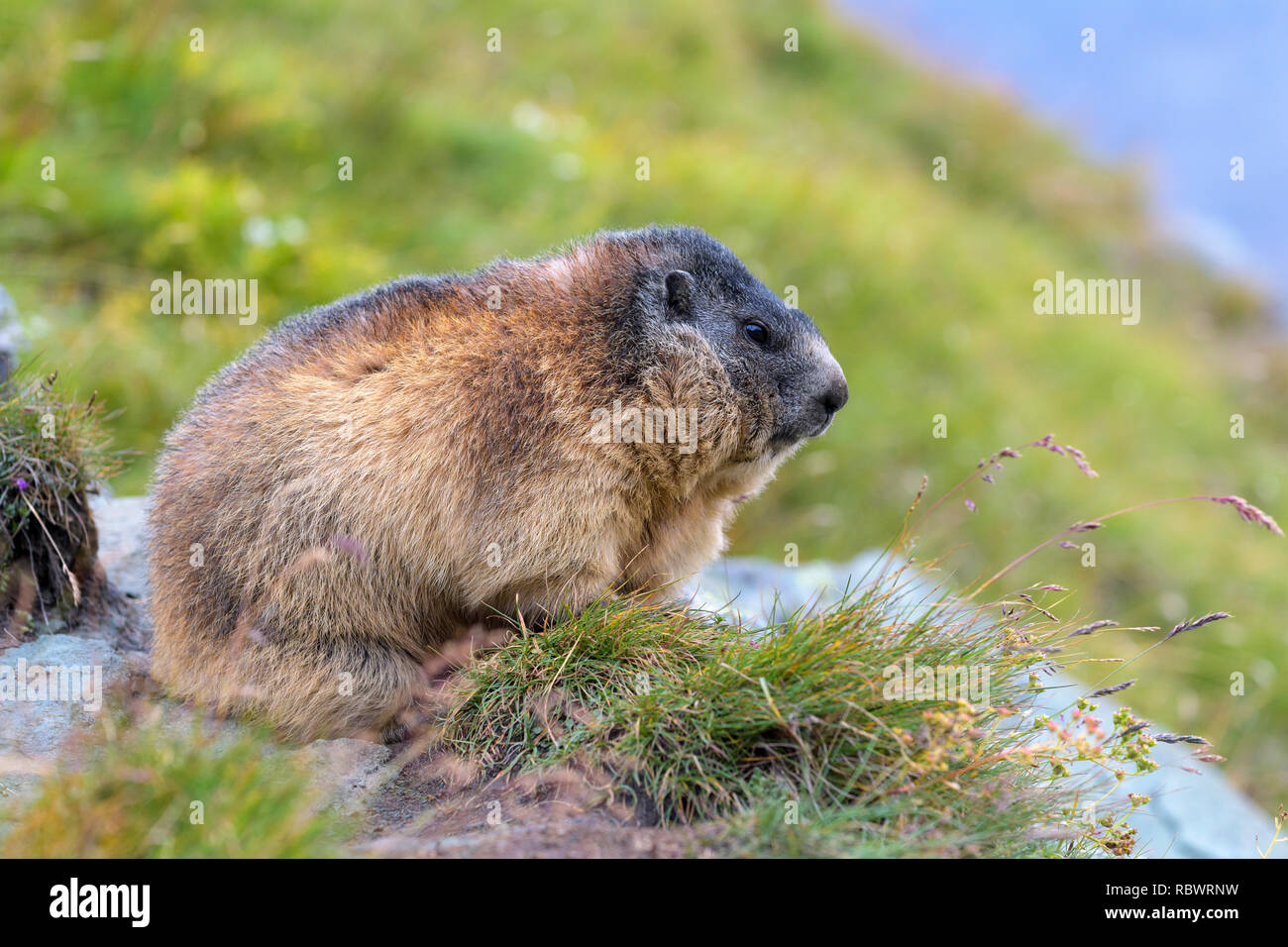 Alpine Marmot, Marmota marmota, Hohe Tauern National park, Austria Stock Photo - Alamy