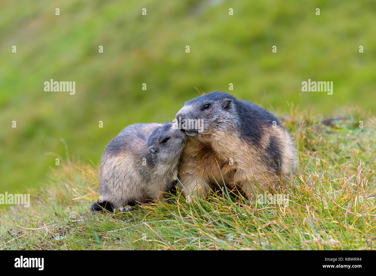 Alpine Marmot, Marmota marmota, adult with young, Hohe Tauern National park, Austria Stock Photo ...