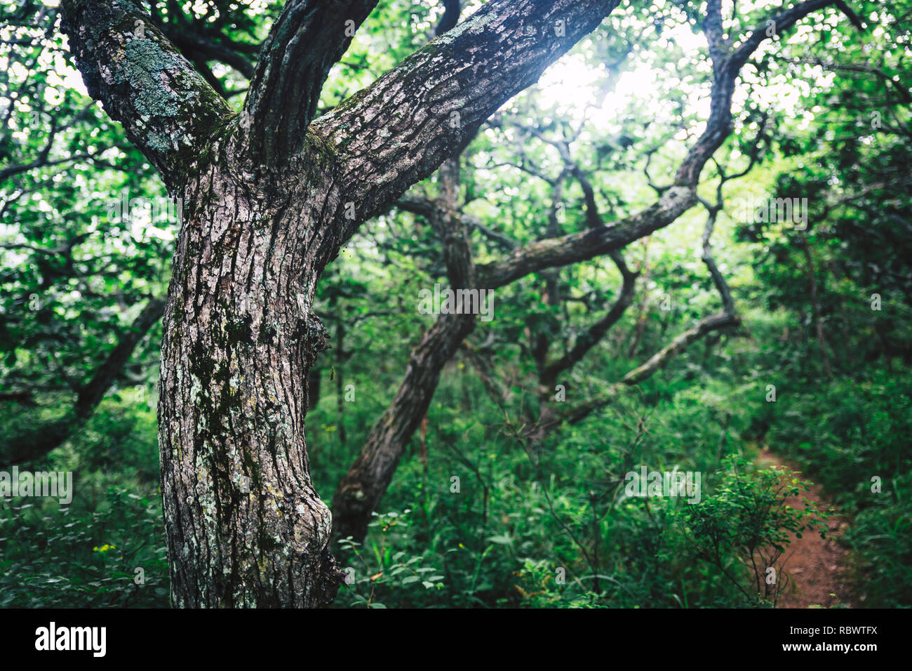 Curvy tree trunks hi-res stock photography and images - Alamy