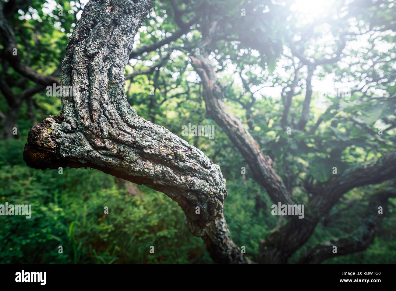Curvy tree hi-res stock photography and images - Alamy
