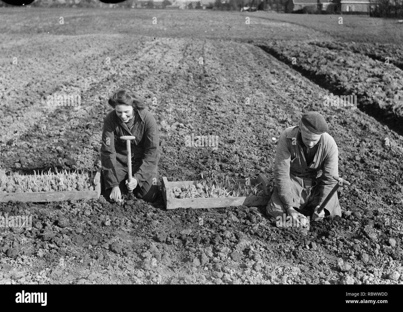 Aardappelen High Resolution Stock Photography and Images - Alamy