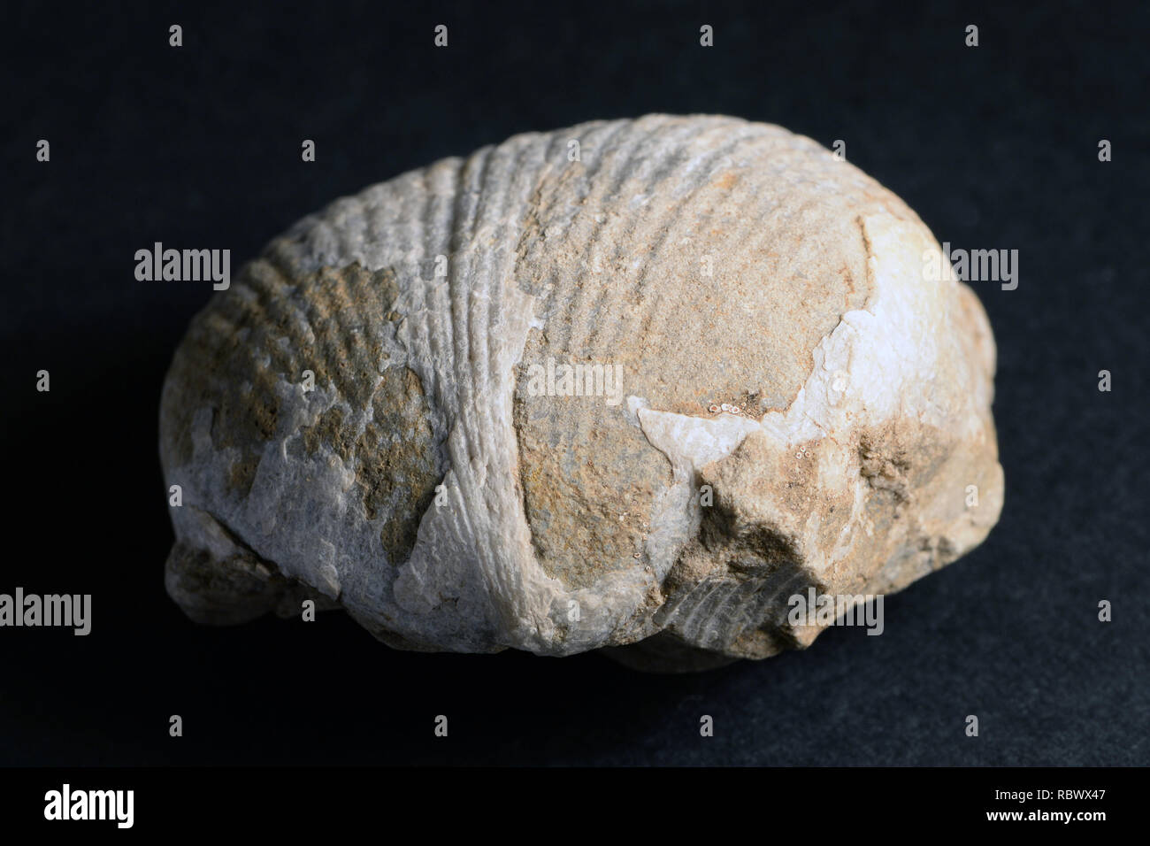 Brachiopod shell hi-res stock photography and images - Alamy