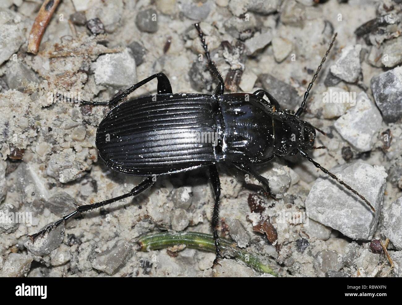 Abax parallelepipedus hi-res stock photography and images - Alamy