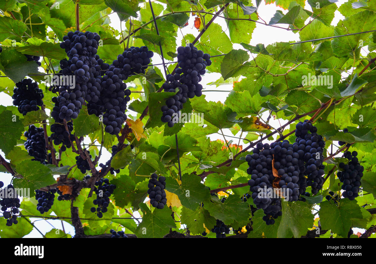 Red grape cluster with leaves at autumn in Tbilisi, Georgia Stock Photo ...