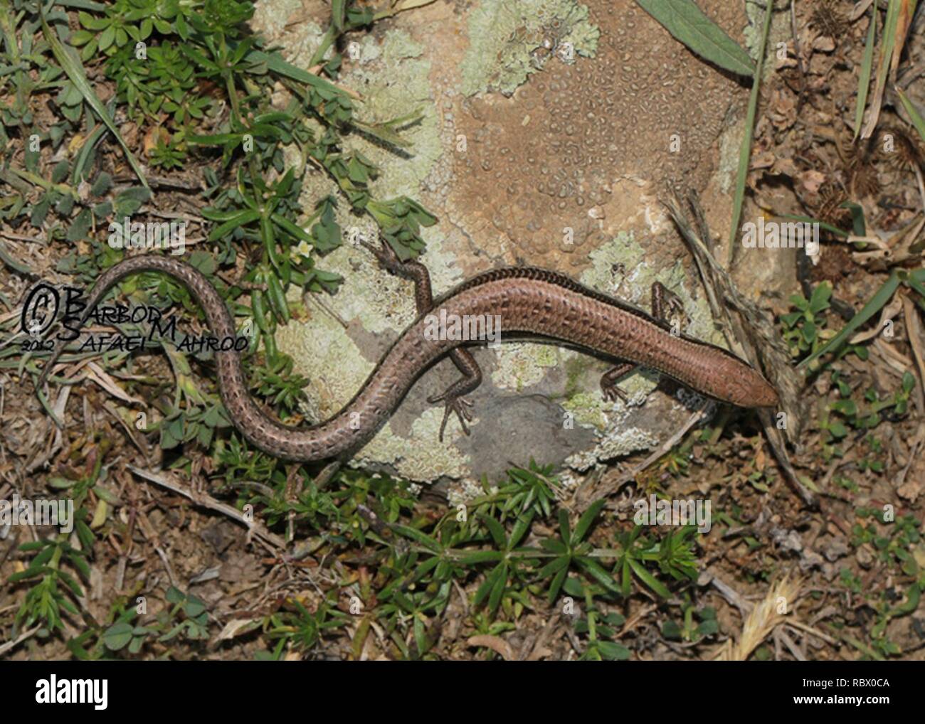 Ablepharus hi-res stock photography and images - Alamy