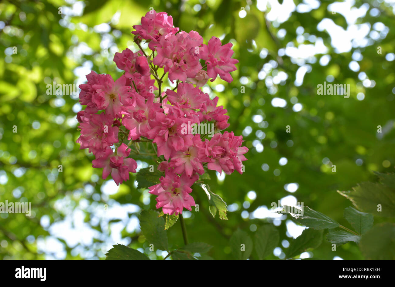 Little roses hi-res stock photography and images - Alamy