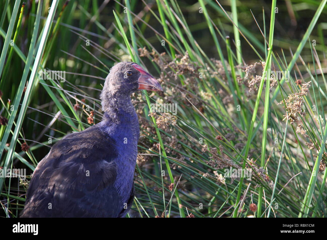 Samoan birds hi-res stock photography and images - Alamy