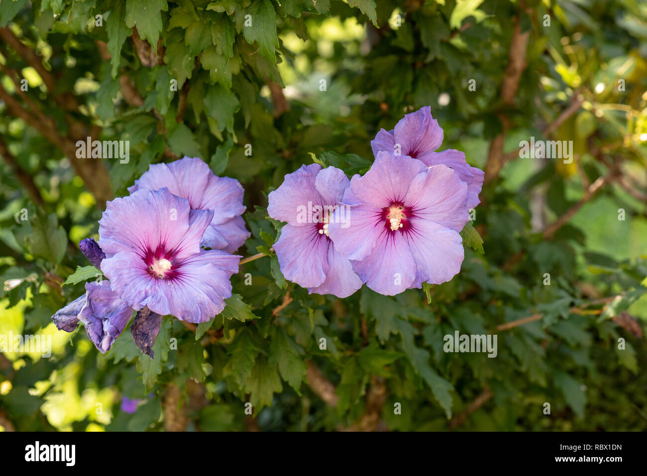 Purple Hibiscus Flower