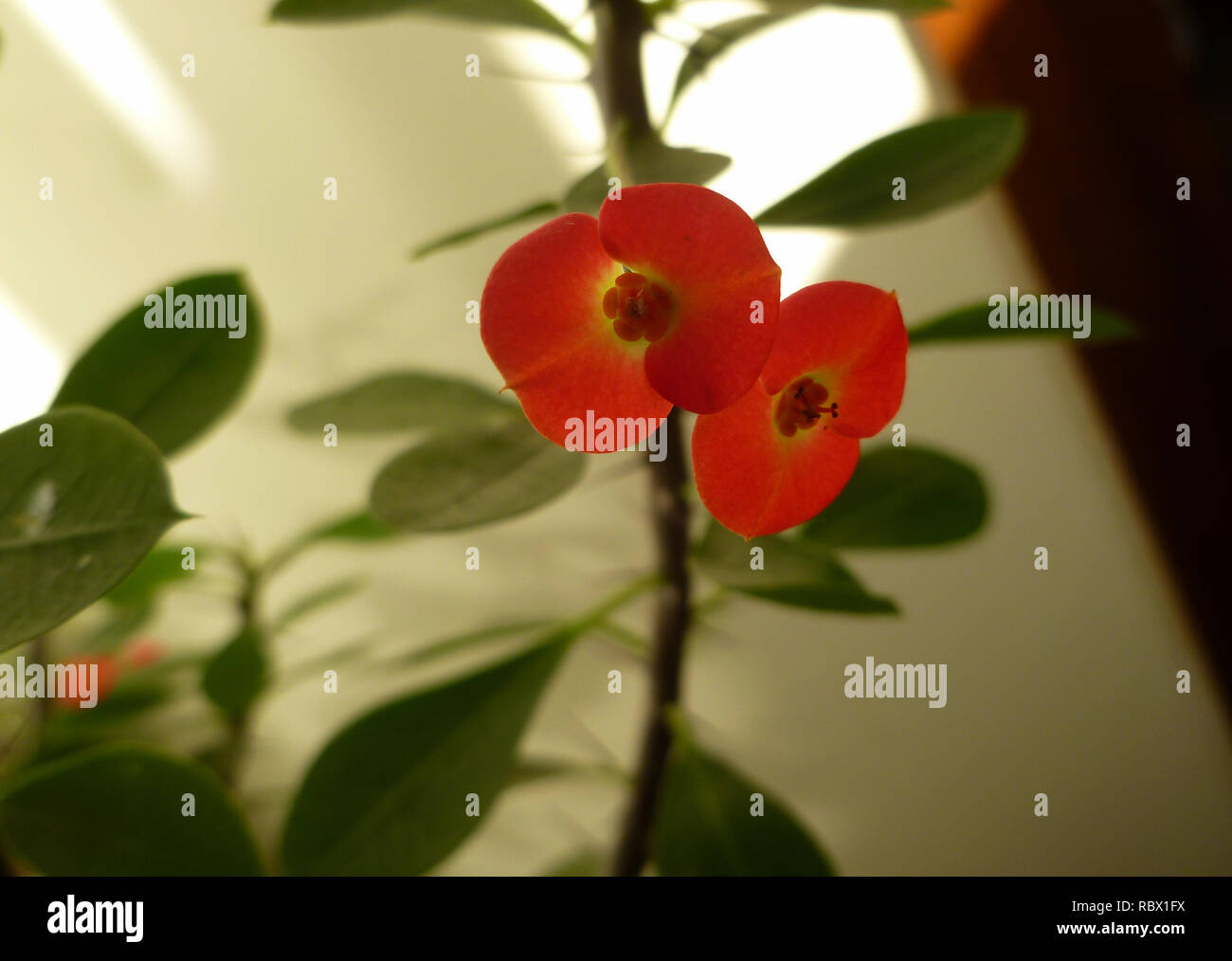 Christ thorn hi-res stock photography and images - Alamy