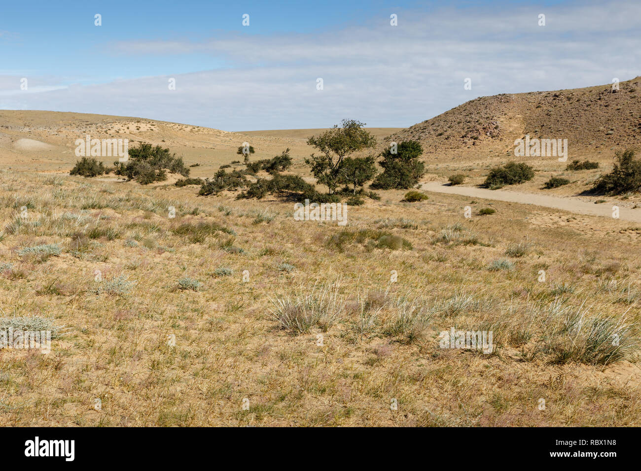 green trees in the desert, beautiful landscape of the Gobi desert ...