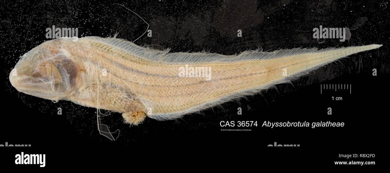 Galatheae hi-res stock photography and images - Alamy