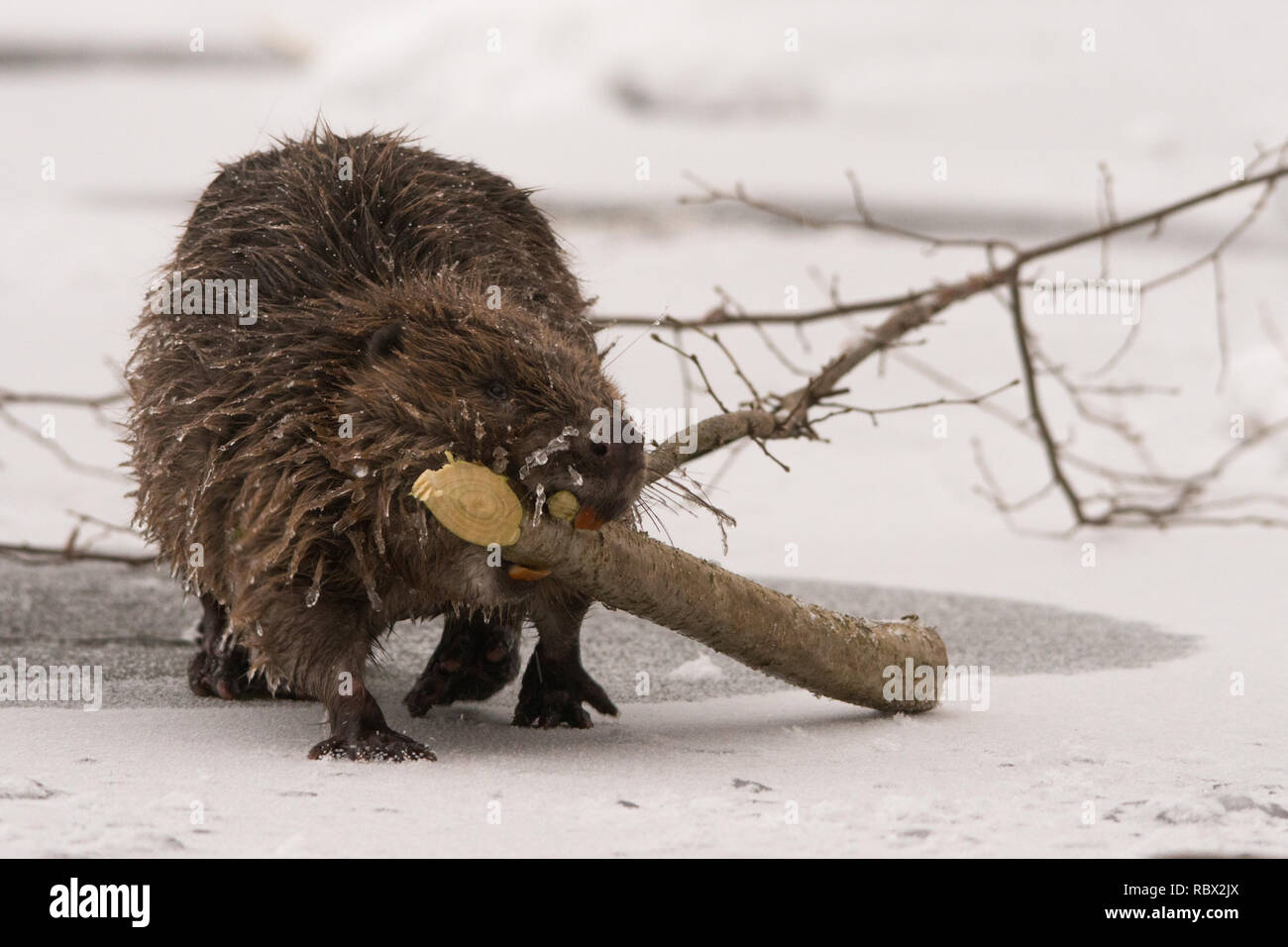 Castor fiber wood hi-res stock photography and images - Alamy