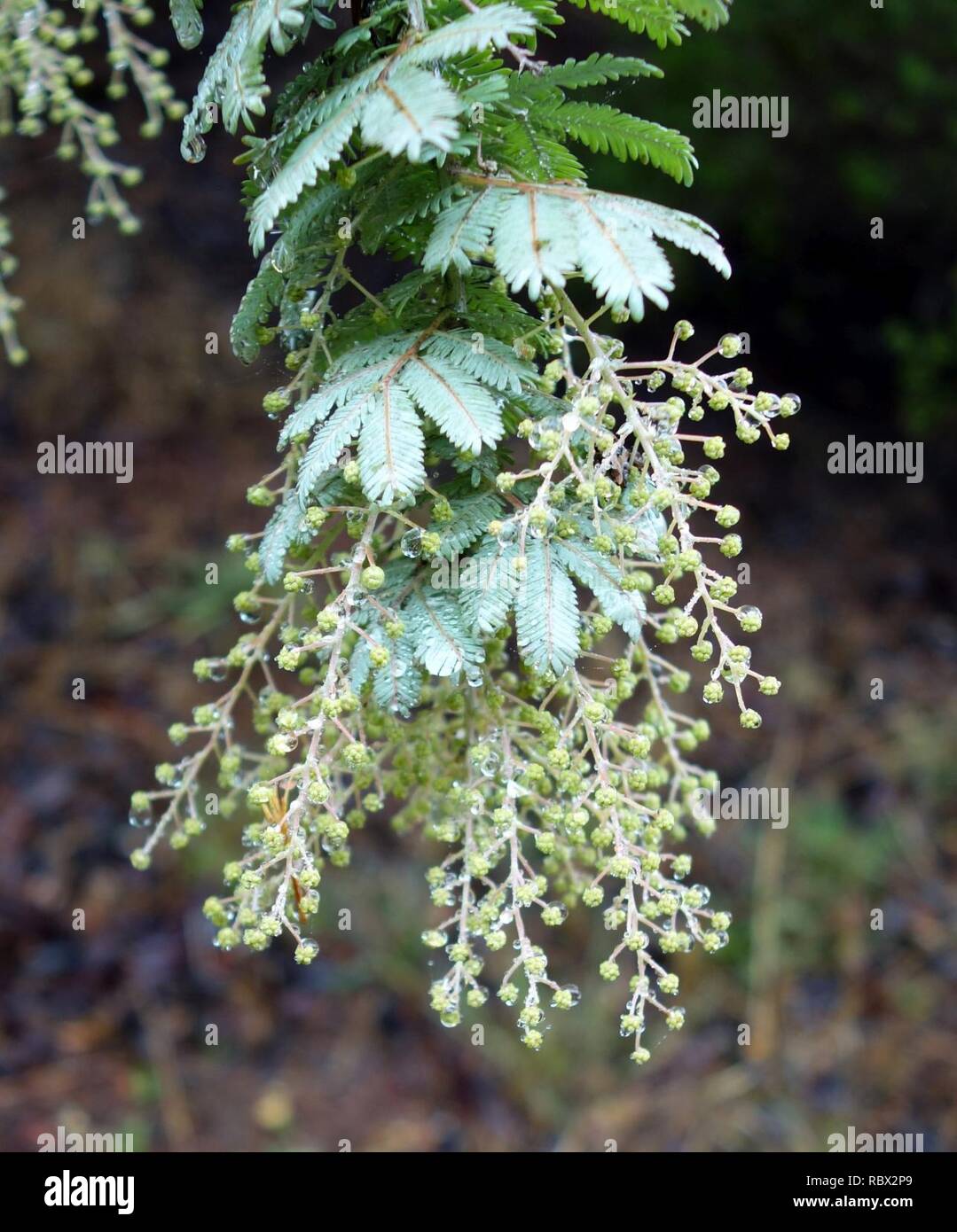 Acacia baileyana hi-res stock photography and images - Alamy