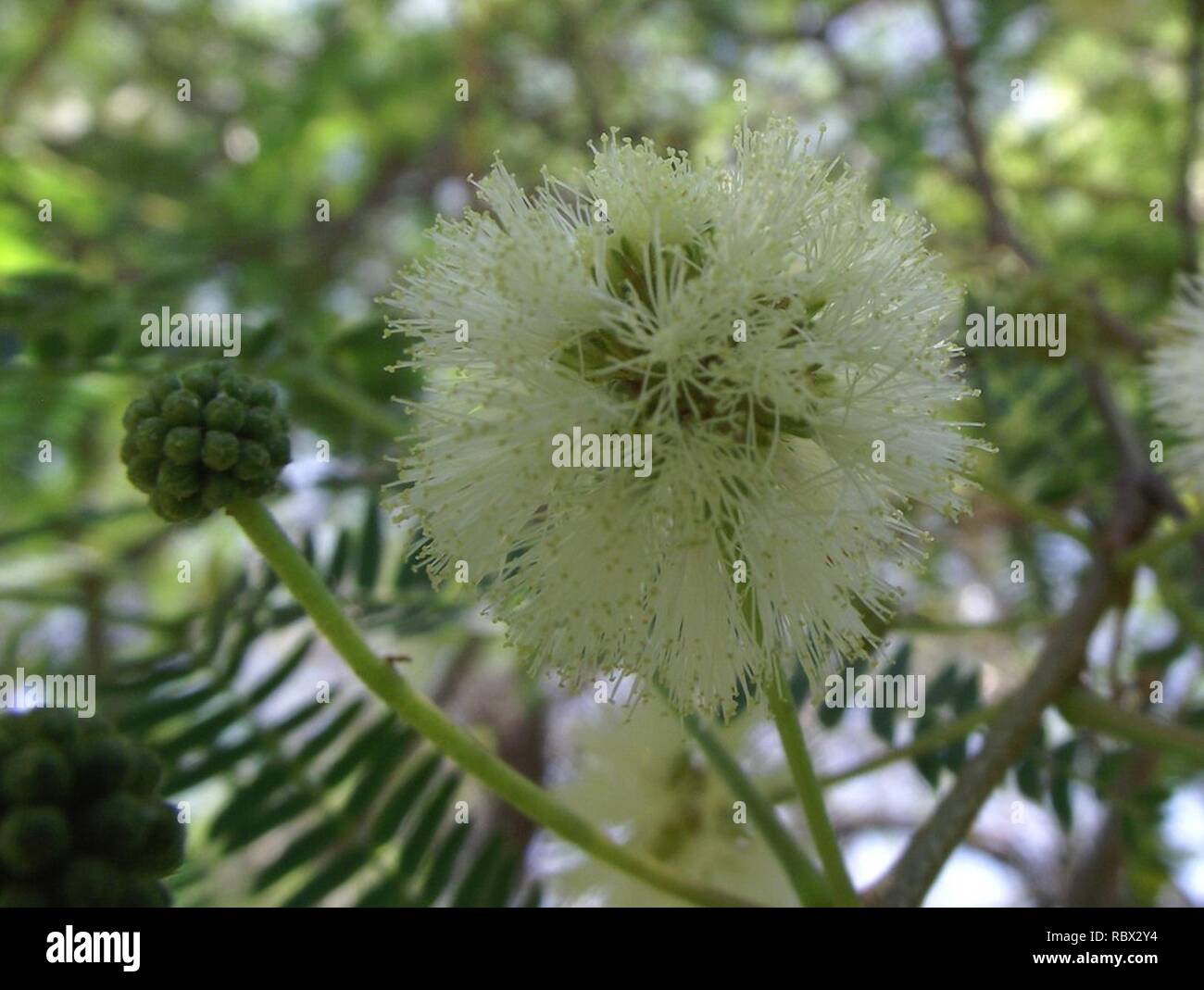 Visco hi-res stock photography and images - Alamy