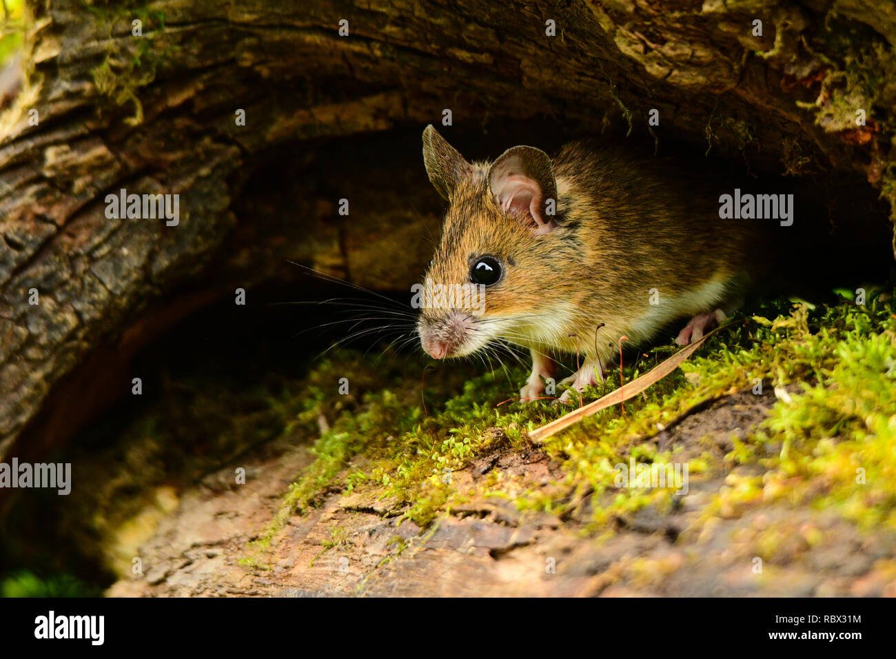Yellow-necked Mouse / Apodemus flavicollis Stock Photo - Alamy