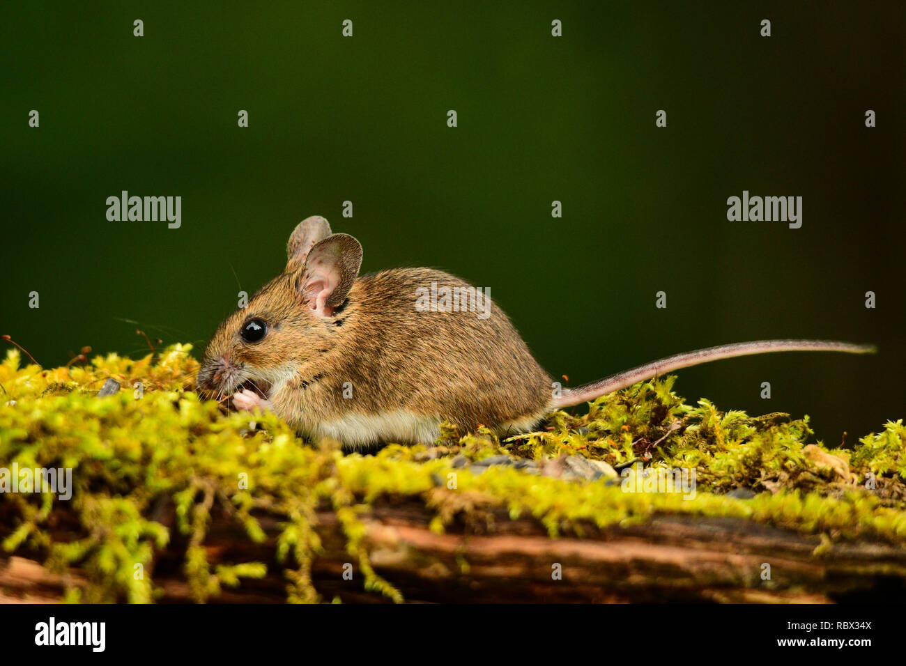 Yellow-necked Mouse / Apodemus flavicollis Stock Photo - Alamy