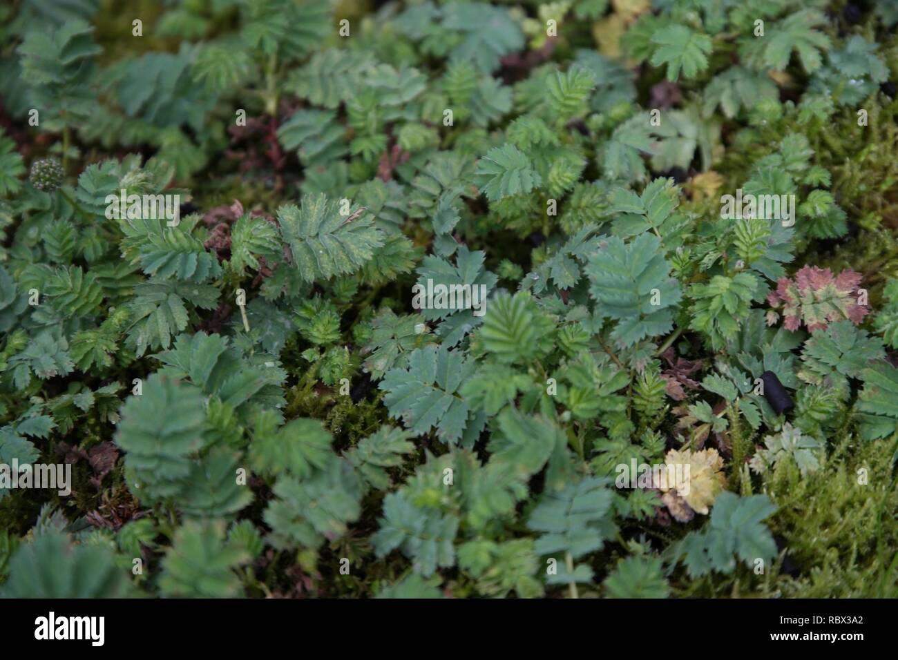 Acaena magellanica at the Sub Antarctic Plant House, Royal Tasmanian ...