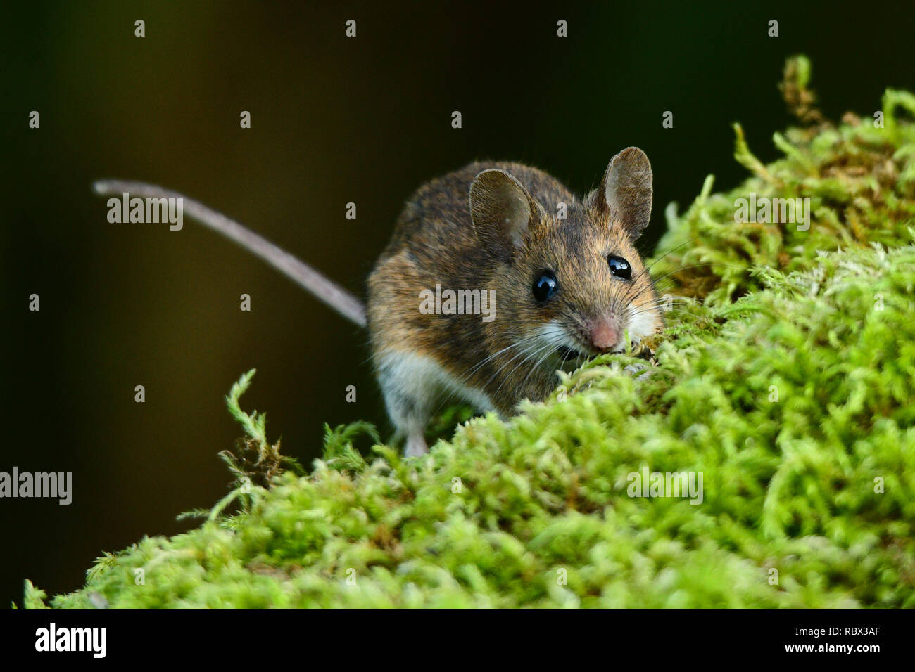 Yellow necked mouse hi-res stock photography and images - Alamy