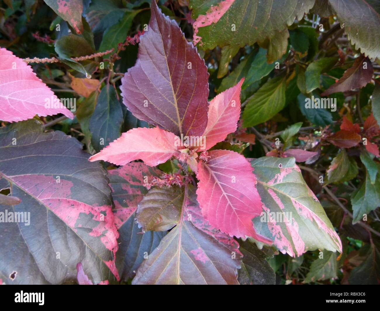 Acalypha wilkesiana Musaïca 3 Stock Photo - Alamy