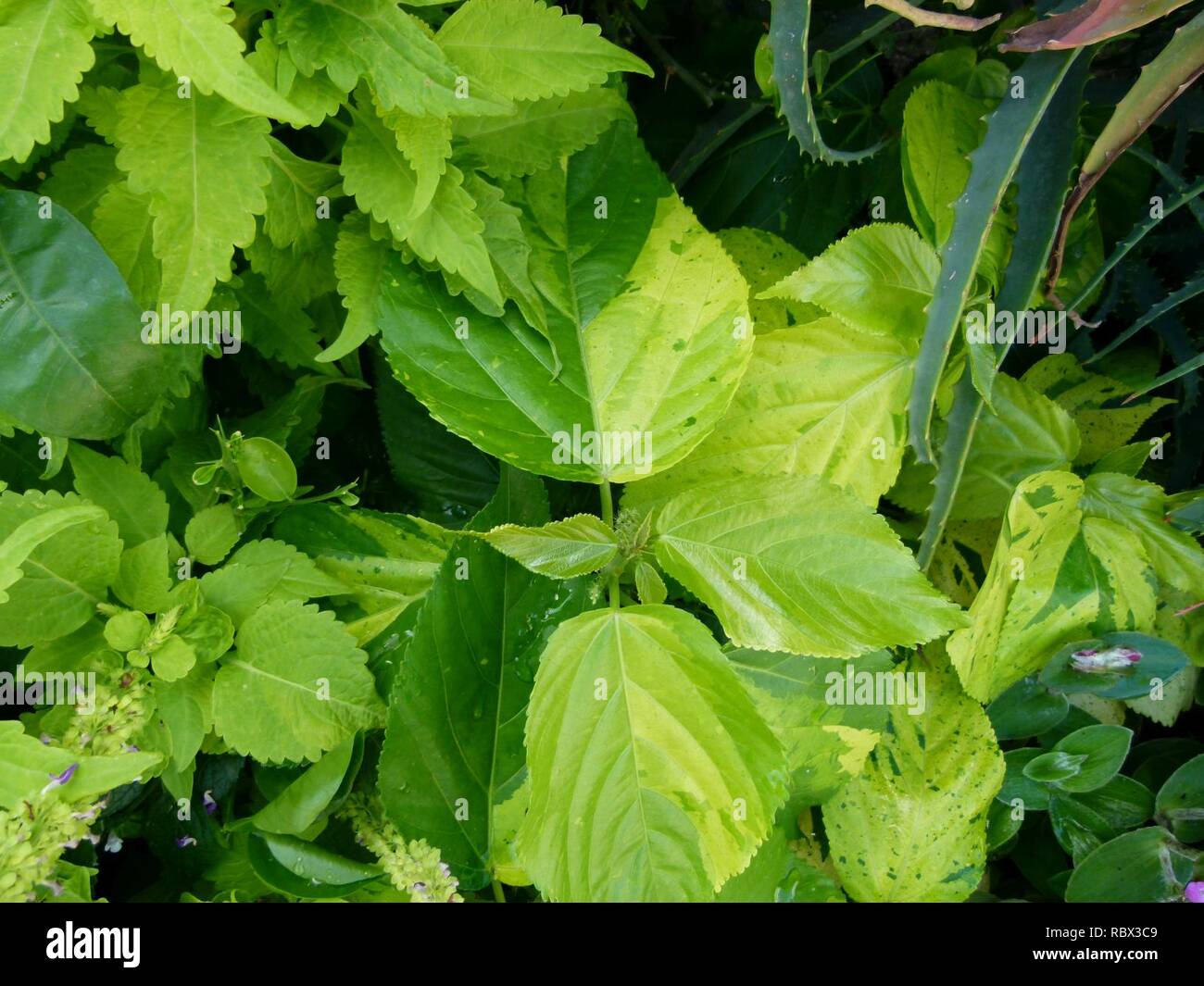 Acalypha wikesiana Acalypha wilkesiana serres du Luxembourg Stock Photo ...