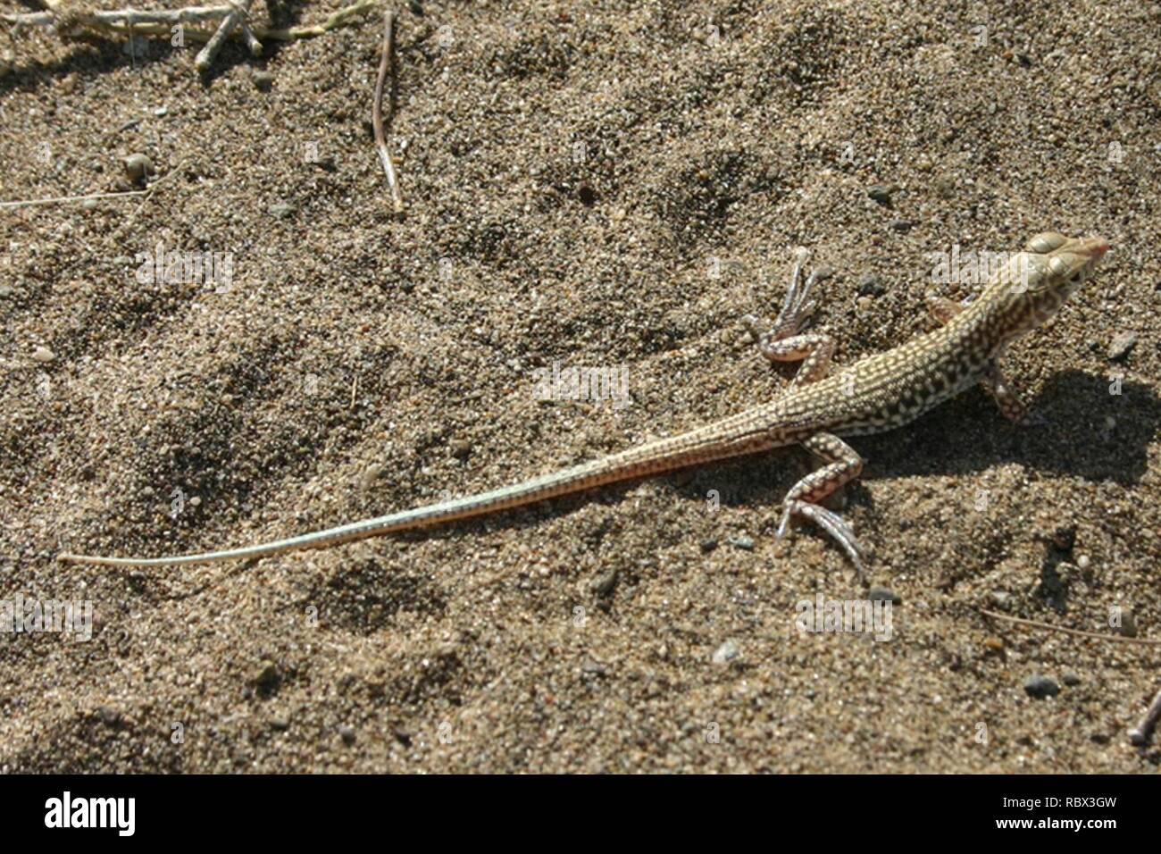 Acanthodactylus hi-res stock photography and images - Alamy
